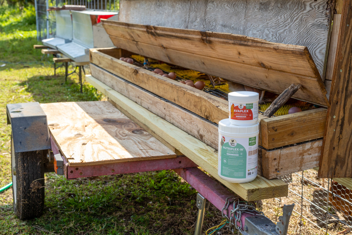 Baby Chick Care, Flock Support & First Aid | What to Feed Chickens ...